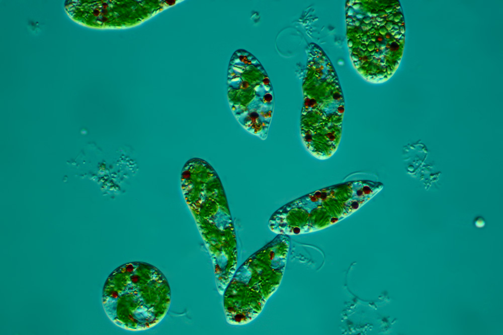euglena viridis - Mikrofotografie und Makrofotografie
